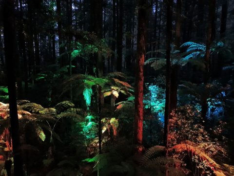 THE ROTORUA TREE WALK: DAY OR NIGHT? | CHUR NEW ZEALAND