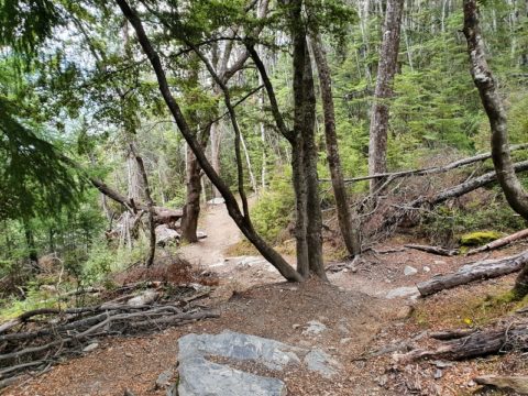 HOW TO HIKE THE TIKI TRAIL (QUEENSTOWN)