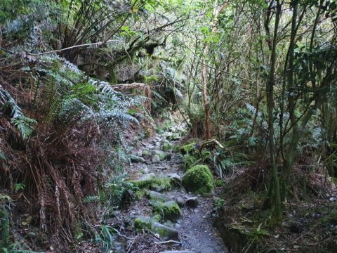 FIORDLANDS LAKE MARIAN TRACK - CHUR NEW ZEALAND